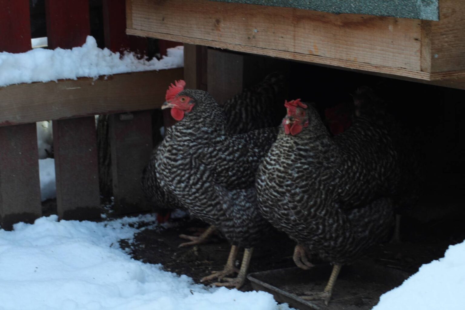 Six Winter Keeping Tips for Backyard Chickens - Backyard Poultry